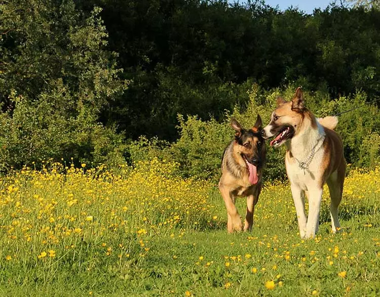 americká akita a ovčák