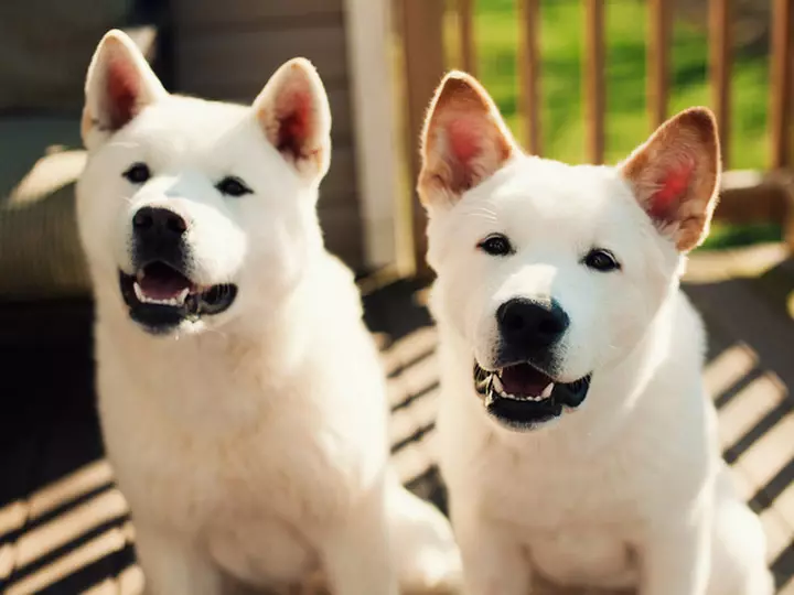 American Akita: pedaran lengkep ngeunaan breed (poto sareng video) 4917_9