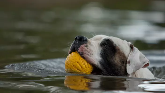 American Bulldog nglangi