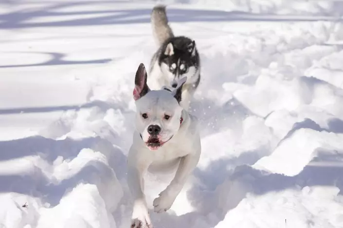 Bulldog Amerika lan Husky