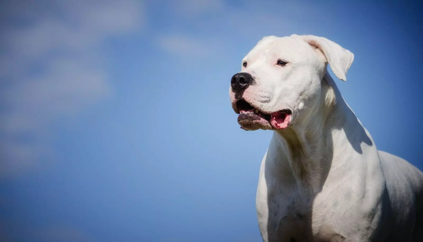 Dogo Argentino (mastifas) nuotrauka