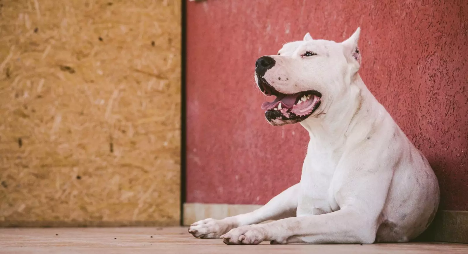 Argentine Mastiff estanda