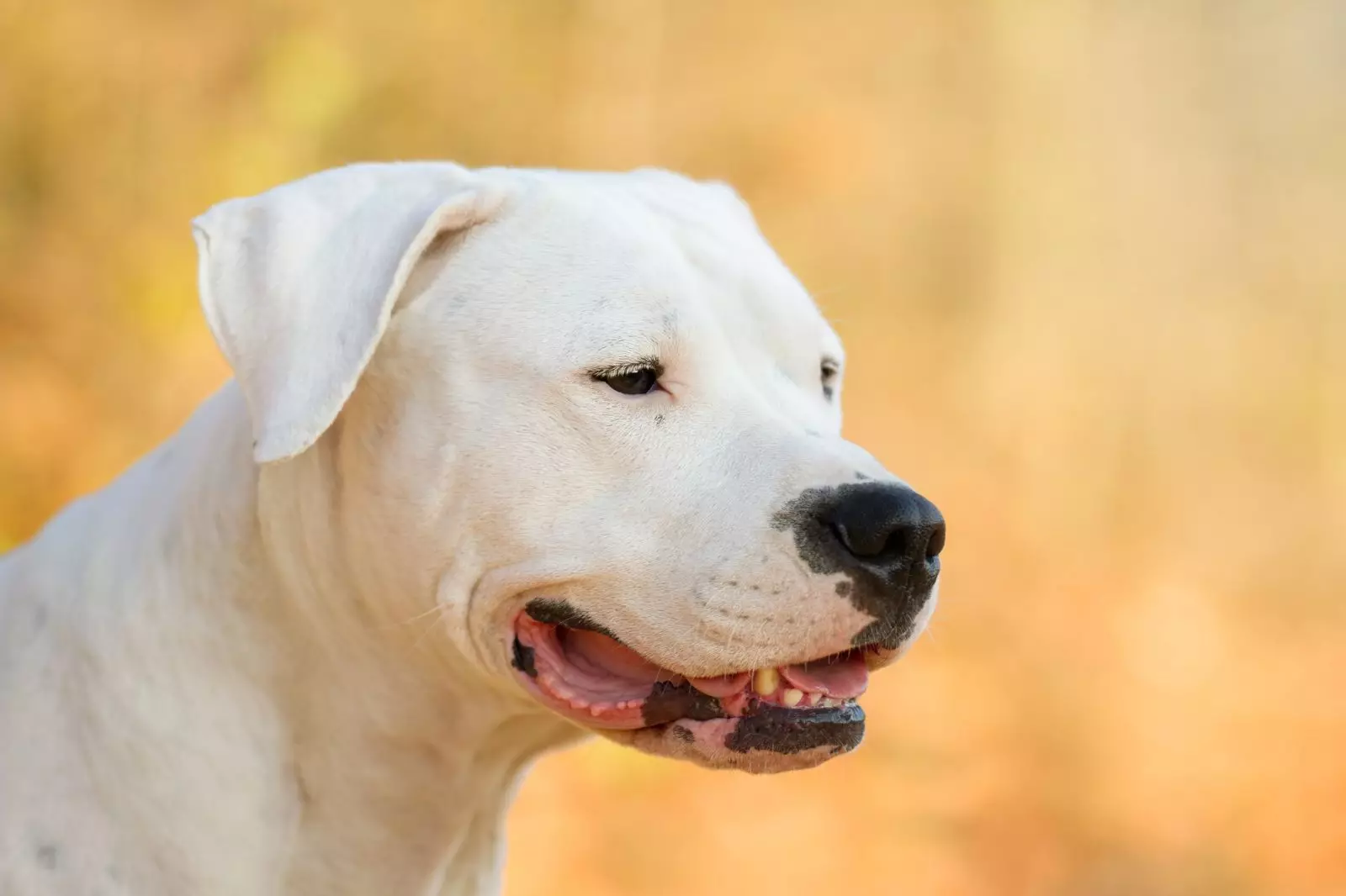 Arjantinli mastiff içeriği