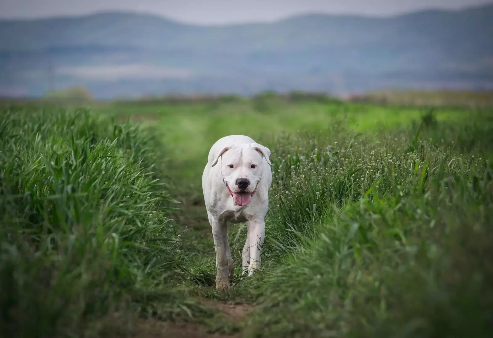 Dogo Argentino (nuotrauka)