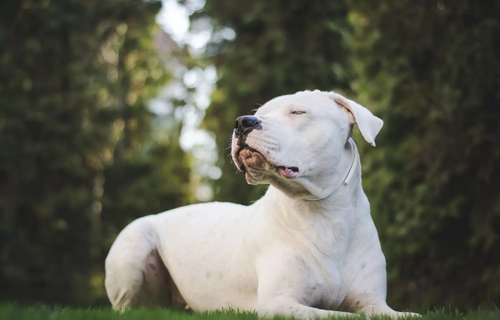 Dogo argentino