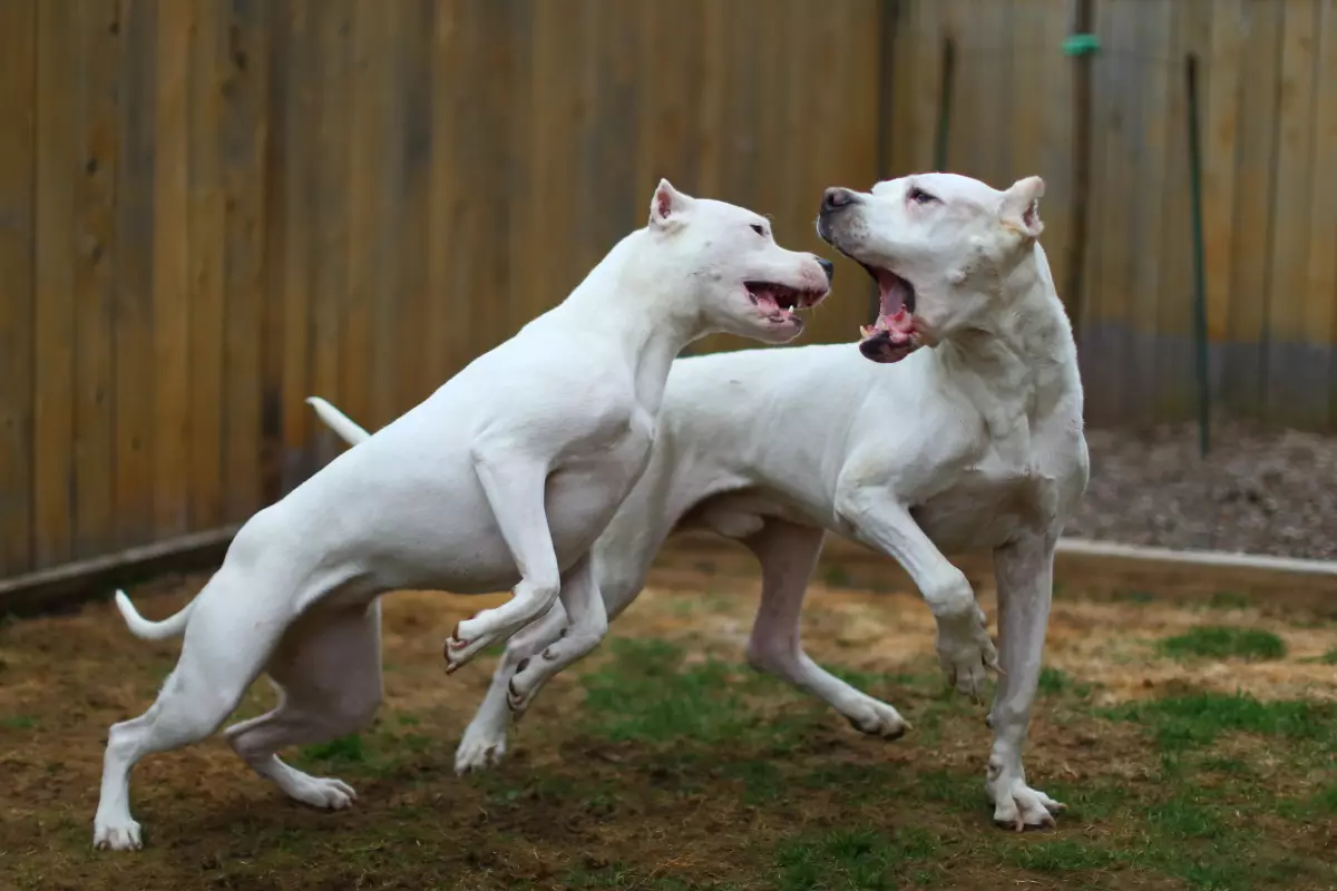 Awọn mastiff ti Ilu Argentina