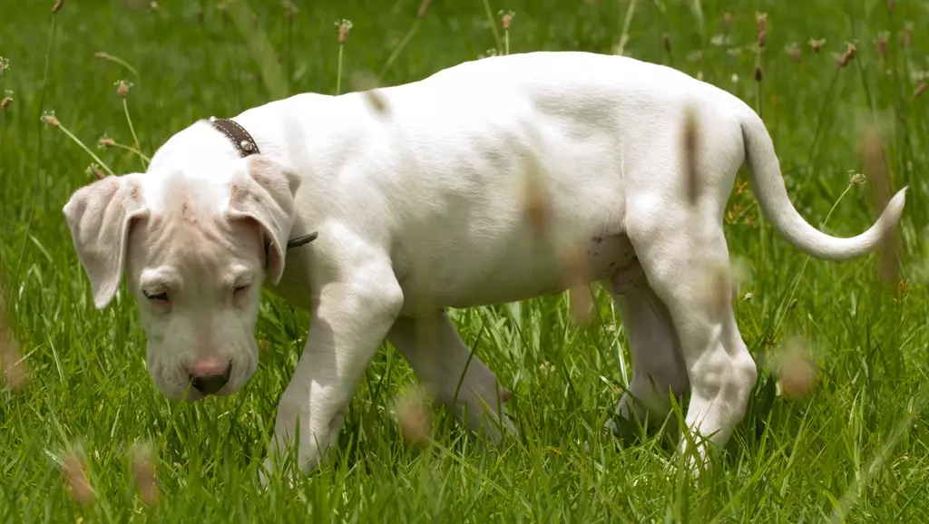 dogo arjantinli köpek yavrusu