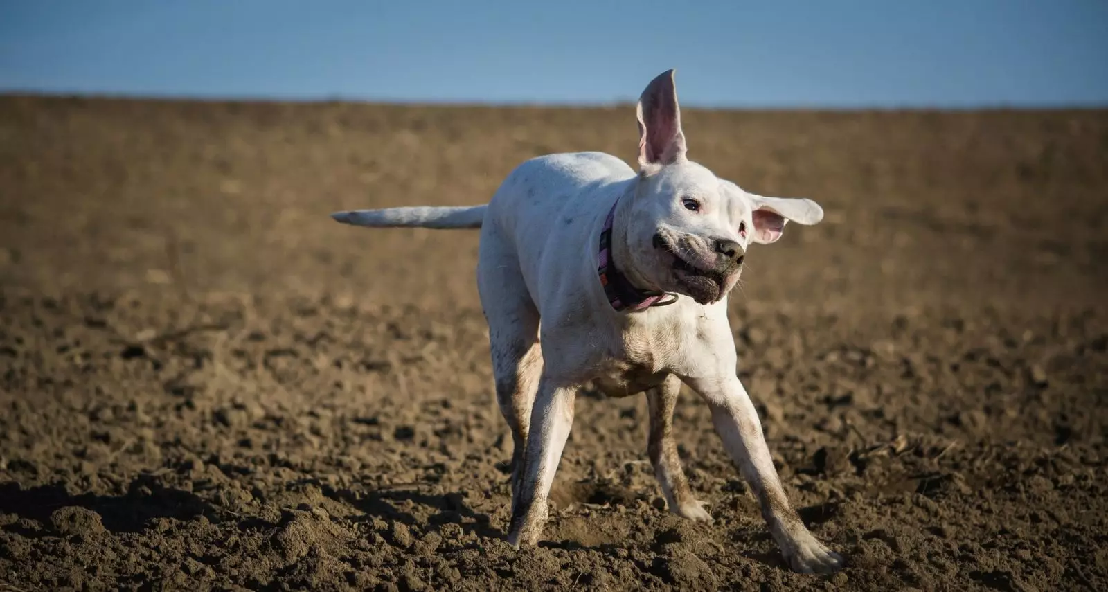 Arjantinli Mastiff