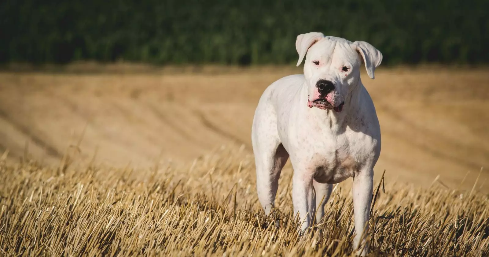 Dogo Argentino (mastif)