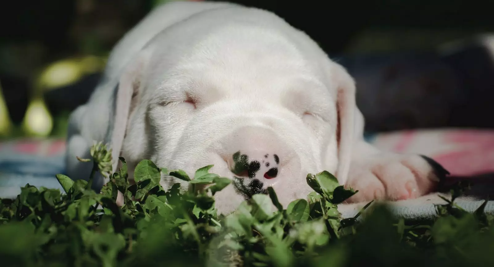 Arjantinli mastiff yavruları