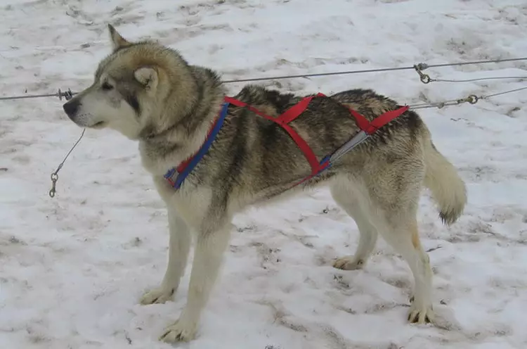 φυλή σκύλων Αλάσκα χάσκι