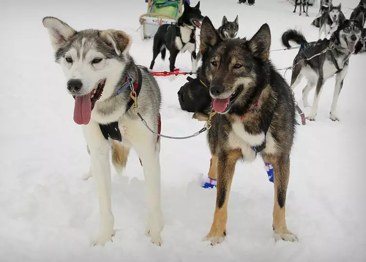 Alaskan huskies semasa bersenam