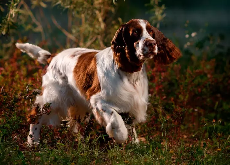 Icyongereza Springer Spaniel amafoto