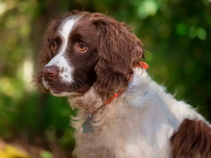 English Springer Spaniel: beskrivning av rasen med foton och videor 4927_10