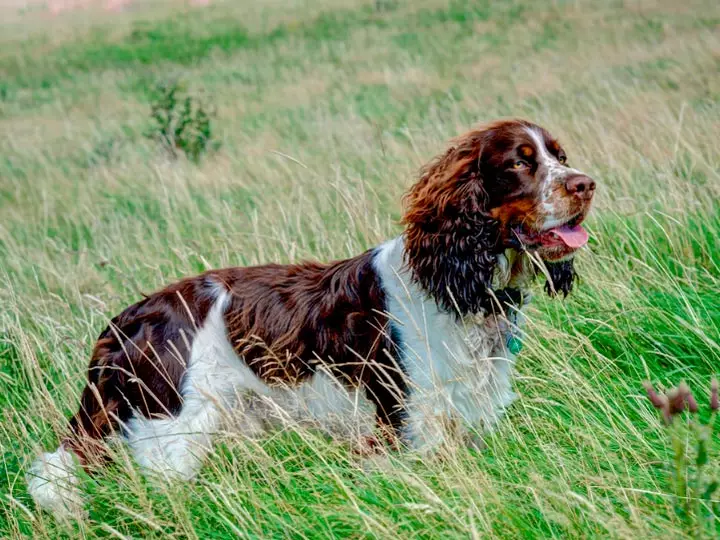 English Springer Spaniel: beskrivning av rasen med foton och videor 4927_11