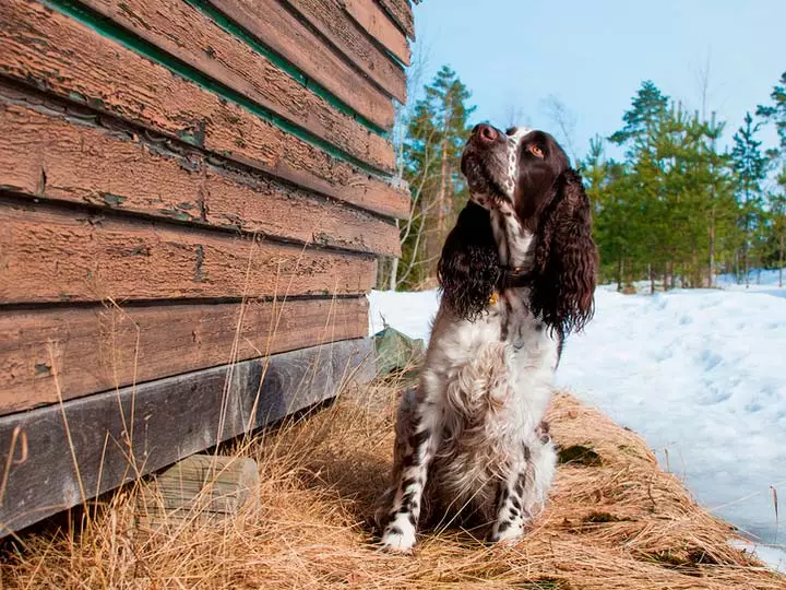 Springer Spaniel inglés: descripción de la raza con fotos y videos. 4927_12