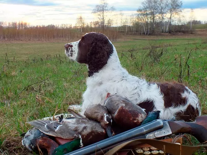 Icyongereza Springer Spaniel: ibisobanuro byubwoko hamwe namafoto na videwo 4927_13