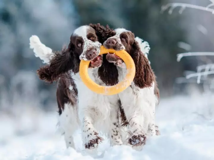 Icyongereza Springer Spaniel: ibisobanuro byubwoko hamwe namafoto na videwo 4927_14