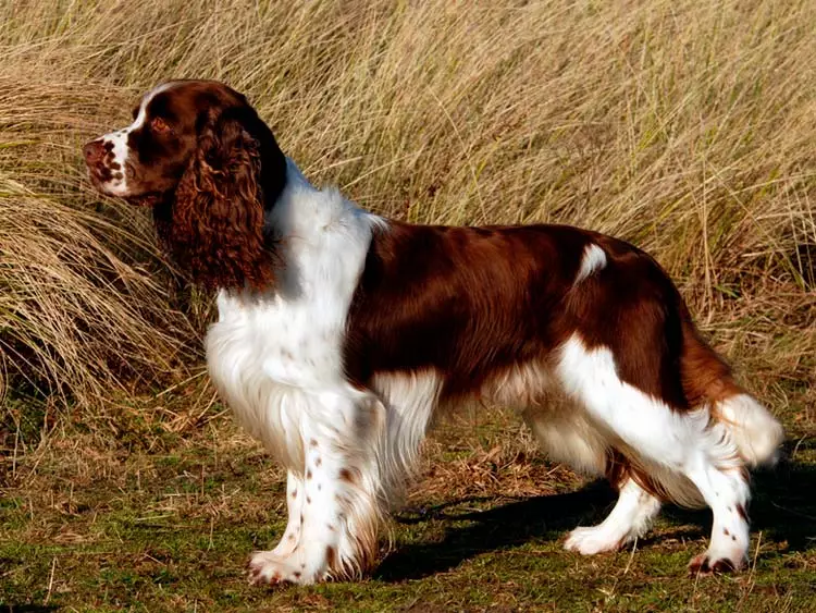 Engelsk Springer Spaniel ras