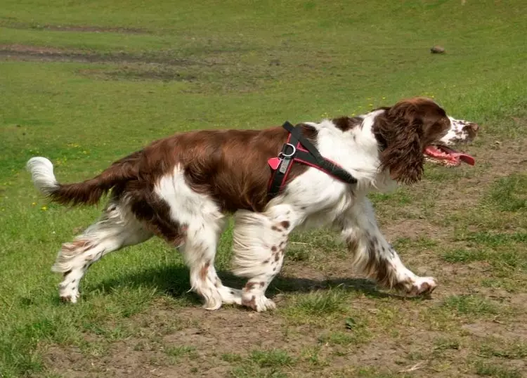 ano ang hitsura ng isang English Springer Spaniel?