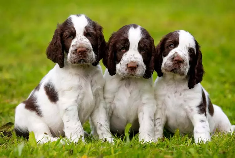 engelska springer spaniel valpar