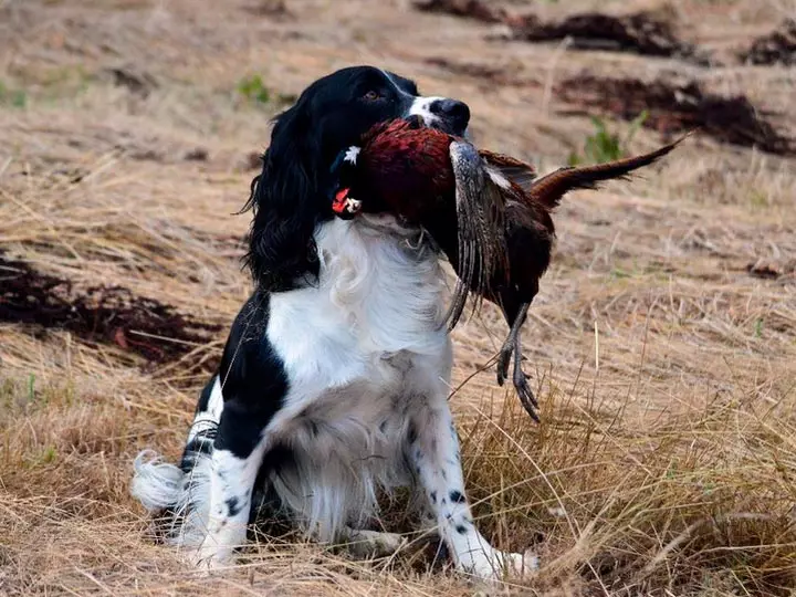 Springer Spaniel inglés: descripción de la raza con fotos y videos. 4927_5