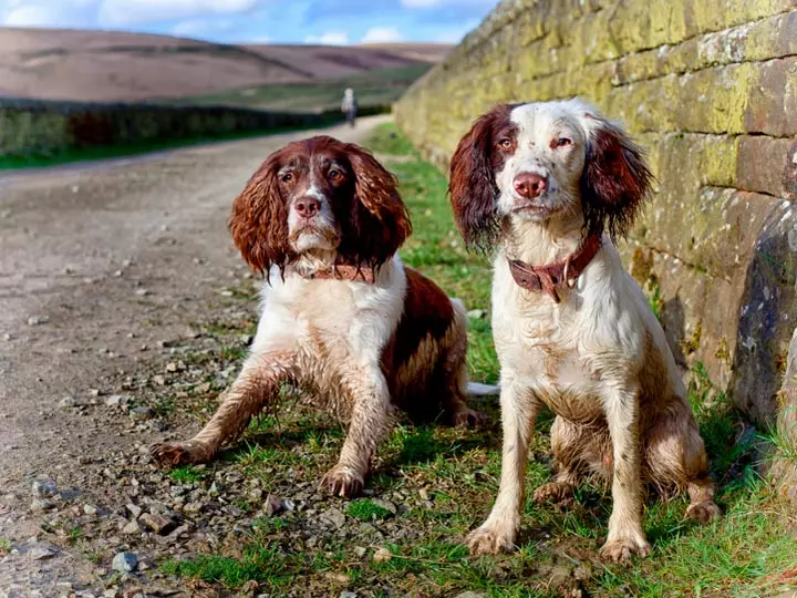 English Springer Spaniel: beskrivning av rasen med foton och videor 4927_6