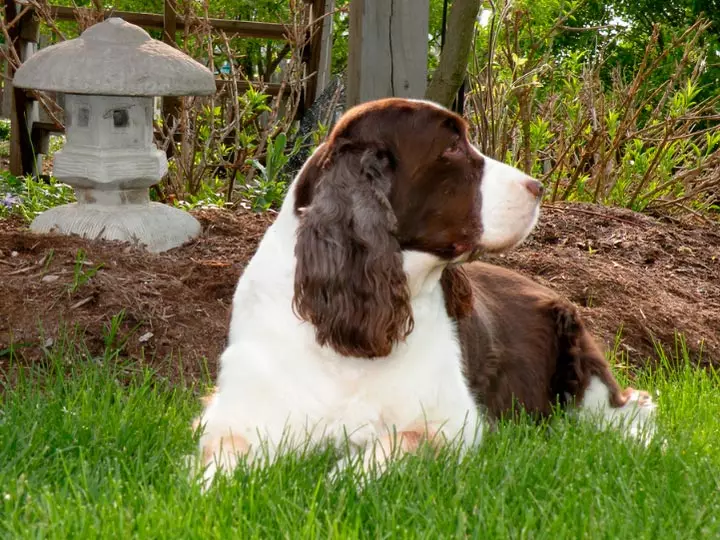 English Springer Spaniel: beskrivning av rasen med foton och videor 4927_7