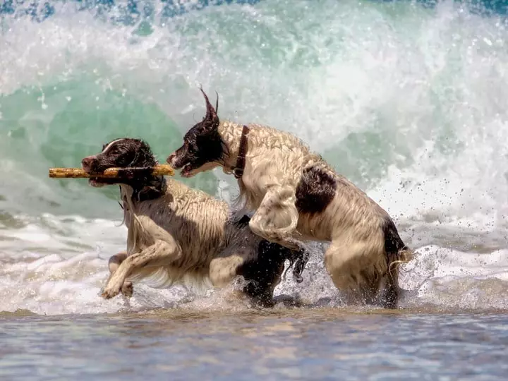 English Springer Spaniel: paglalarawan ng lahi na may mga larawan at video 4927_8