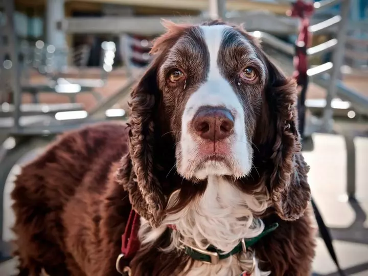 Springer Spaniel inglés: descripción de la raza con fotos y videos. 4927_9