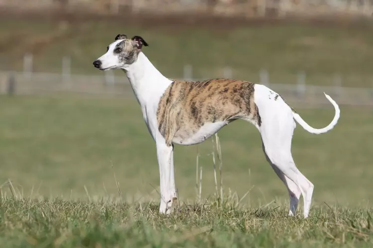 race de chien whippet