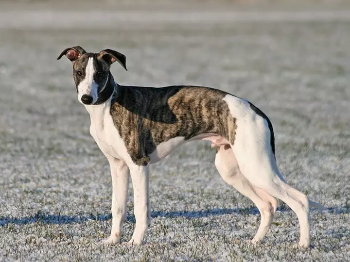 Whippet (galgo inglés pequeno): foto da raza do can, prezos 4929_11