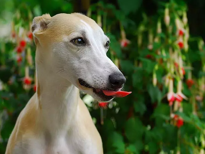 Whippet (klein Engelse windhond): foto van honderas, pryse 4929_12