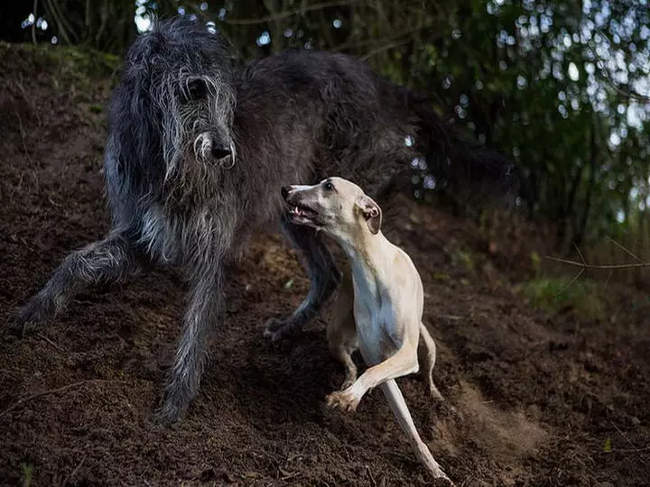 Whippet (μικρό αγγλικό λαγωνικό): φωτογραφία φυλής σκύλου, τιμές 4929_14