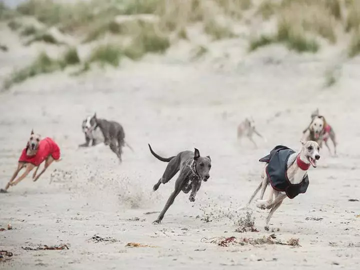 Whippet (galgo inglés pequeno): foto da raza do can, prezos 4929_15