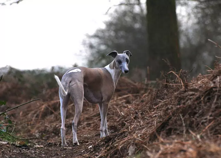 pequeno galgo inglés