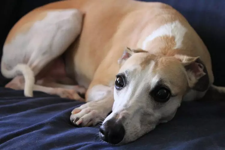 whippet in the apartment