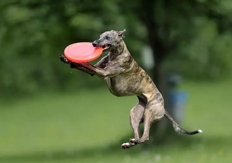 Jeux de whippet