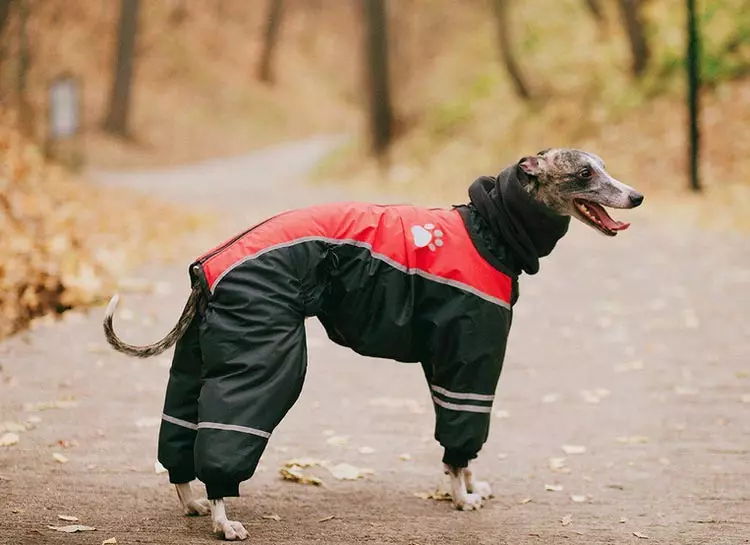 Vêtements de whippet