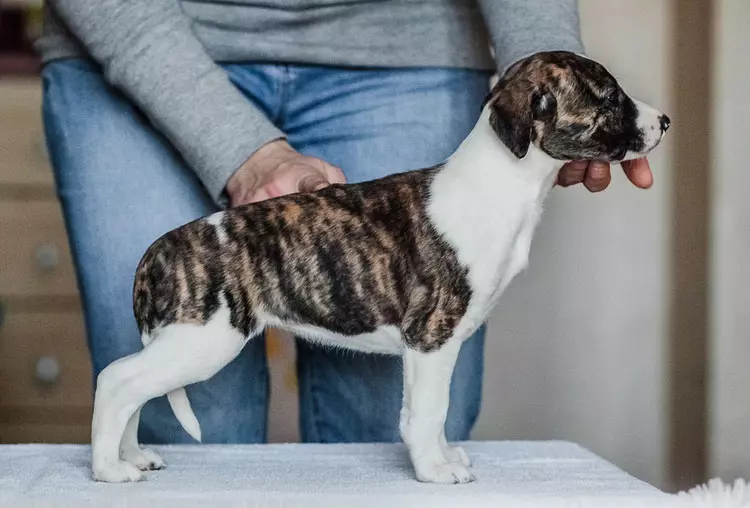 puppy small english greyhound