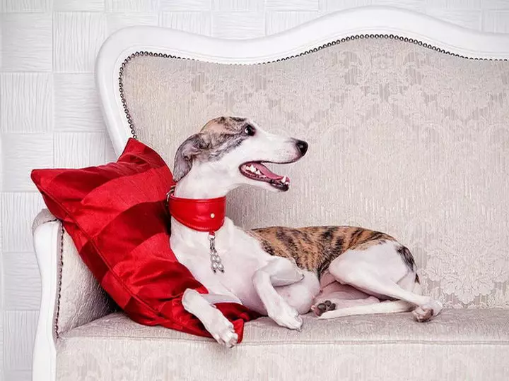 Whippet (мал англиски greyhound): фотографија од раса на кучиња, цени 4929_8