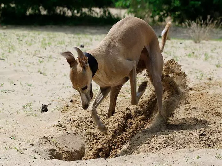 Whippet (väike inglise hallhund): foto koeratõust, hinnad 4929_9