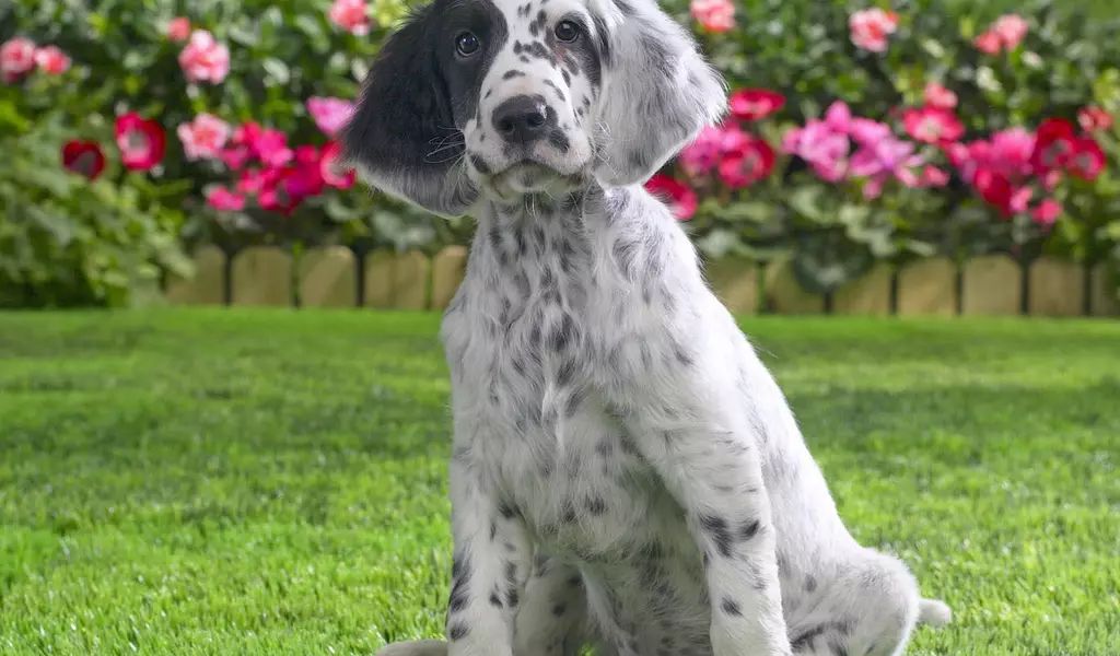 Chichewa setter puppy