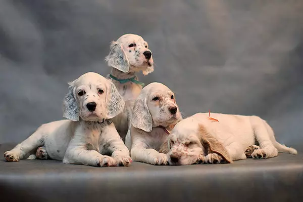 Cachorros Setter ingleses