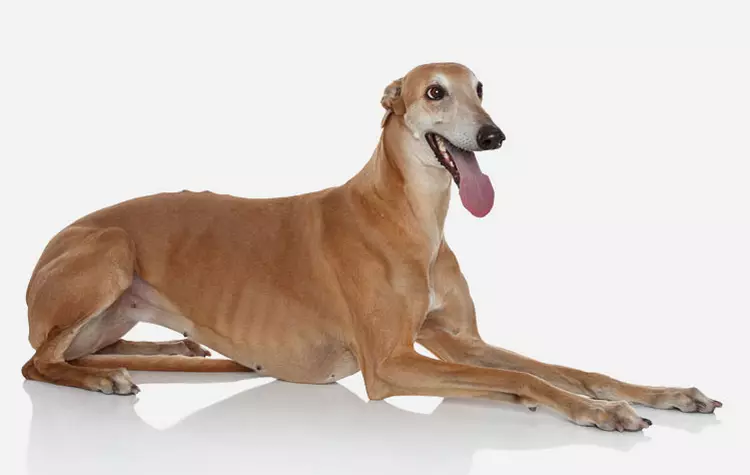 Greyhound (engelska greyhound): foto, rasbeskrivning, natur och priser