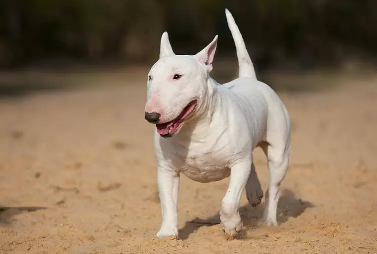 bull terrier branco