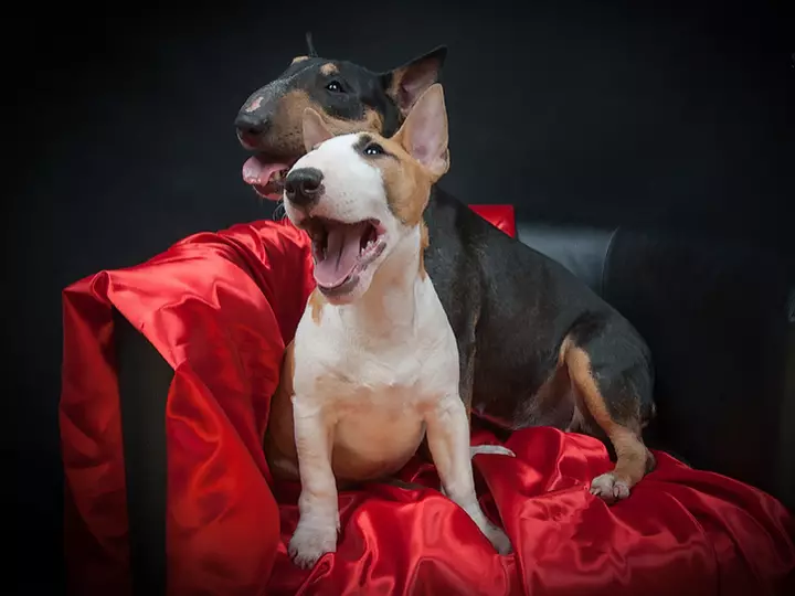 Bull Terrier: وصف مفصل لسلالة الكلاب بالصور ومقاطع الفيديو