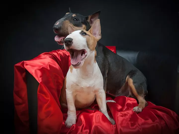 Bull Terrier: unha descrición detallada da raza canina con fotos e vídeos 4937_10