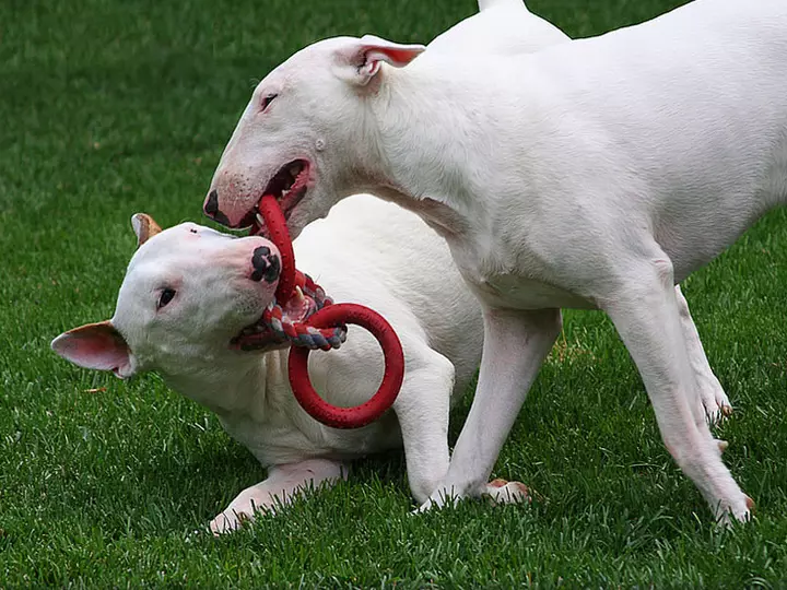 Bull Terrier: unha descrición detallada da raza canina con fotos e vídeos 4937_11