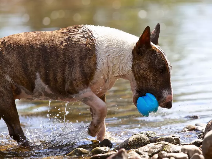 Bull Terrier: unha descrición detallada da raza canina con fotos e vídeos 4937_12